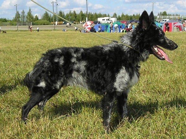 Merle en caninos, todo lo que tenes que saber - Kennel Club Argentino