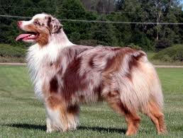 Merle en caninos, todo lo que tenes que saber - Kennel Club Argentino