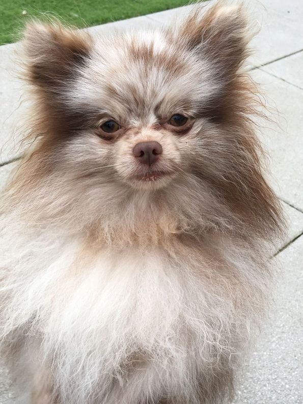 Pomerania, una raza con mucho pelo y personalidad - Kennel Club Argentino