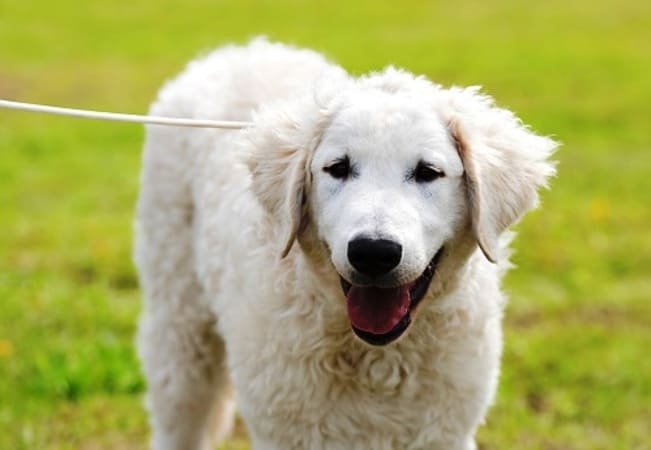 Kuvasz, un viejo amigo de Hungría - Kennel Club Argentino