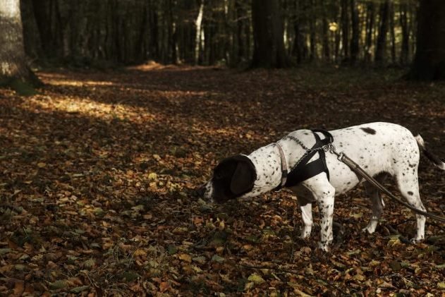Antiguo Perro Puntero Danés, un antiguo rastreador - Kennel Club Argentino