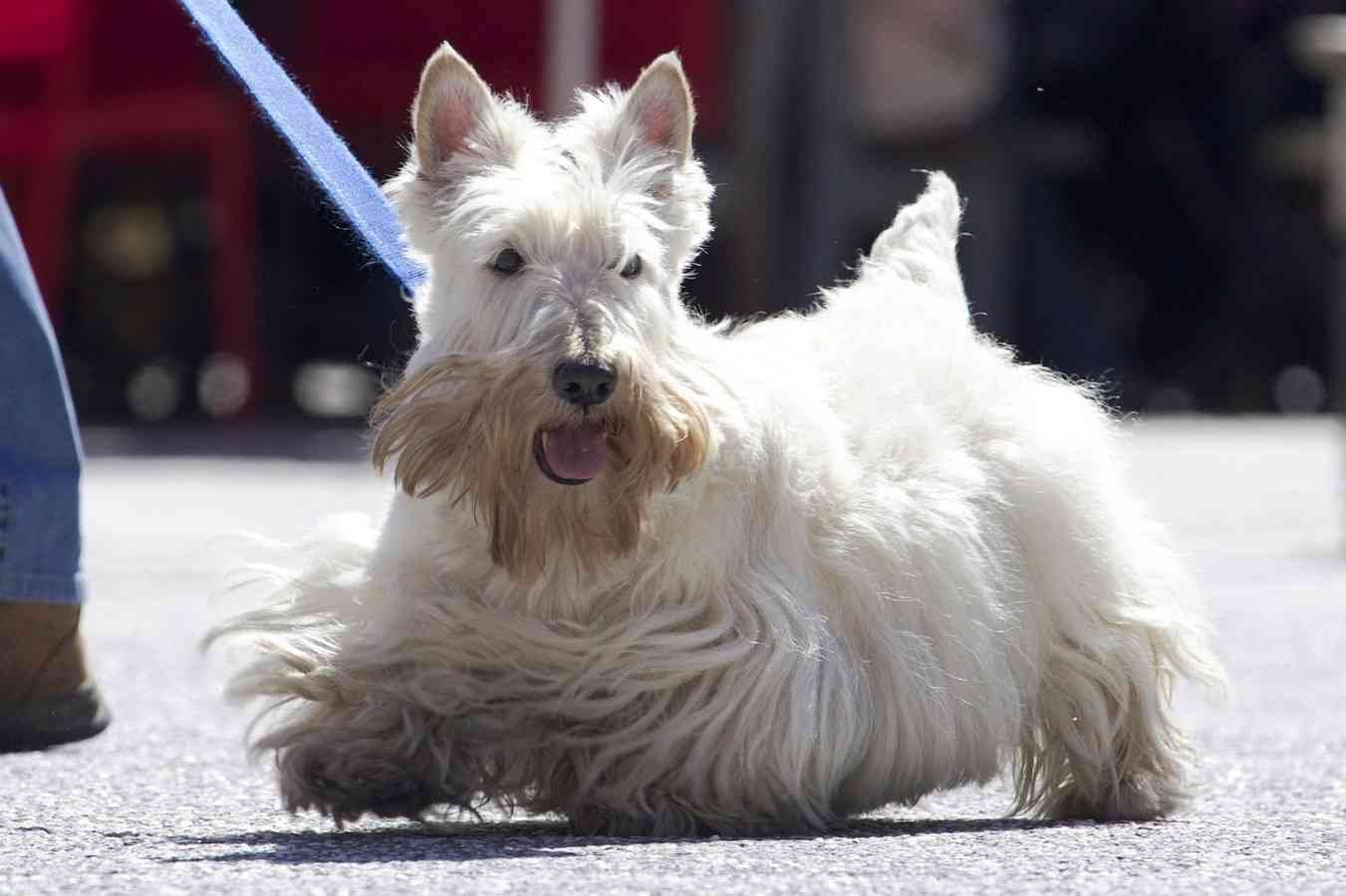 Scottish Terrier, un antiguo linaje Escocés - Kennel Club Argentino