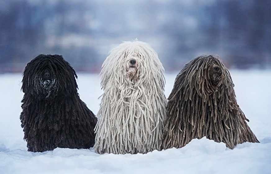 Puli, 1000 años en los Cárpatos - Kennel Club Argentino
