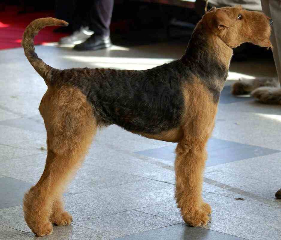 Airedale Terrier, el más grande y versátil de los terrier - Kennel Club ...