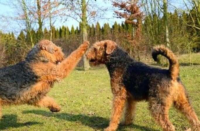 Airedale Terrier, el más grande y versátil de los terrier - Kennel Club ...