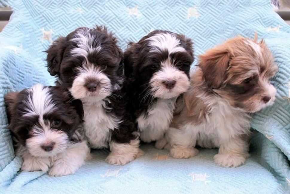Bichón Habanero, la raza nacional de Cuba - Kennel Club Argentino