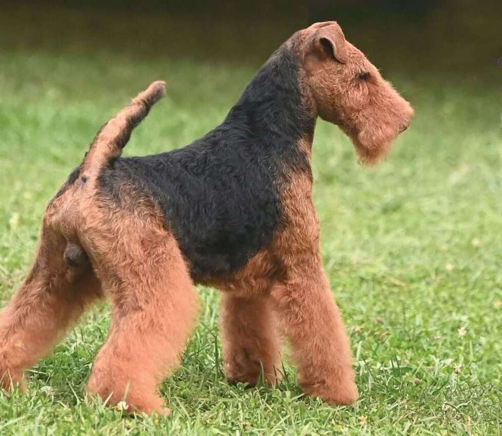 Welsh Terrier, muy tranquilo para ser terrier - Kennel Club Argentino