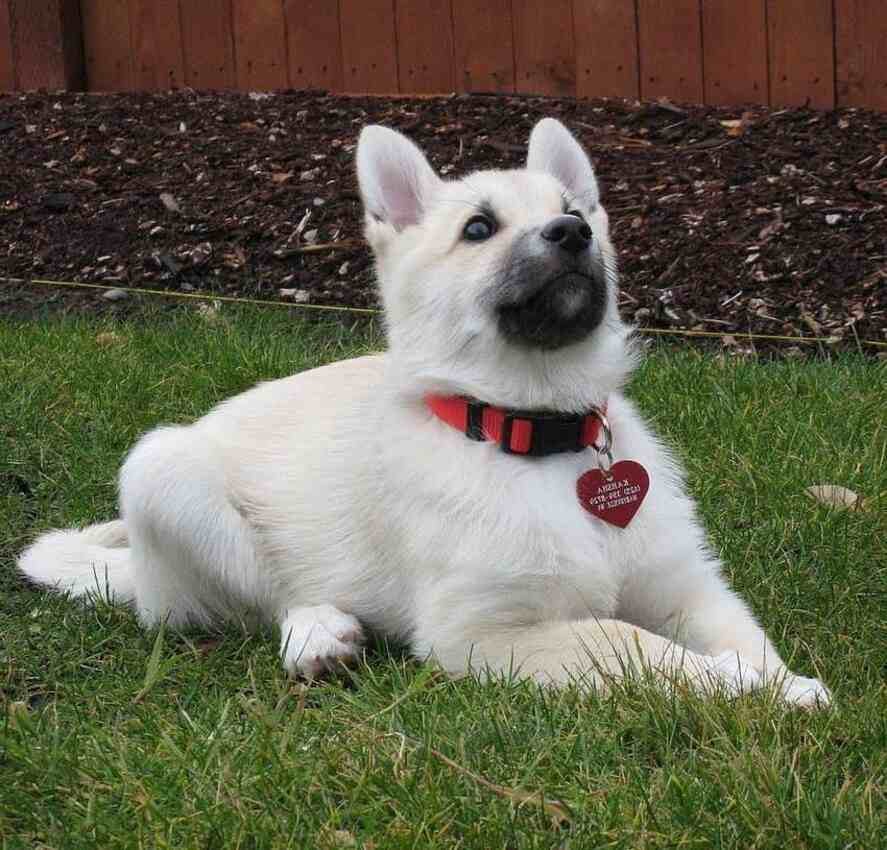 Perro Pastor Noruego: Una Raza Canina Versátil y Leal - Kennel Club ...