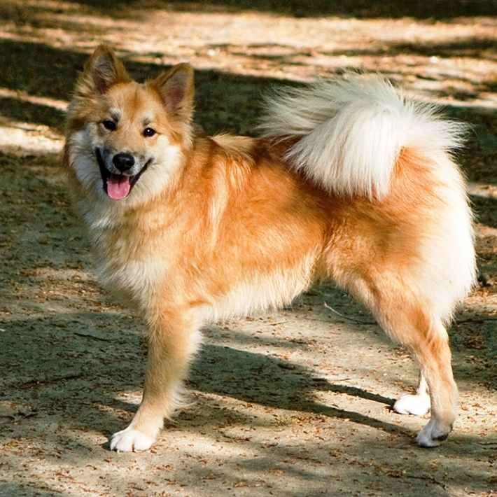 Pastor de Islandia: Una Raza de Perro con Historia y Características ...