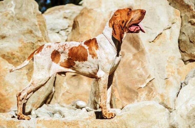 Bracco Italiano: Elegancia, Historia y Características de esta Raza ...