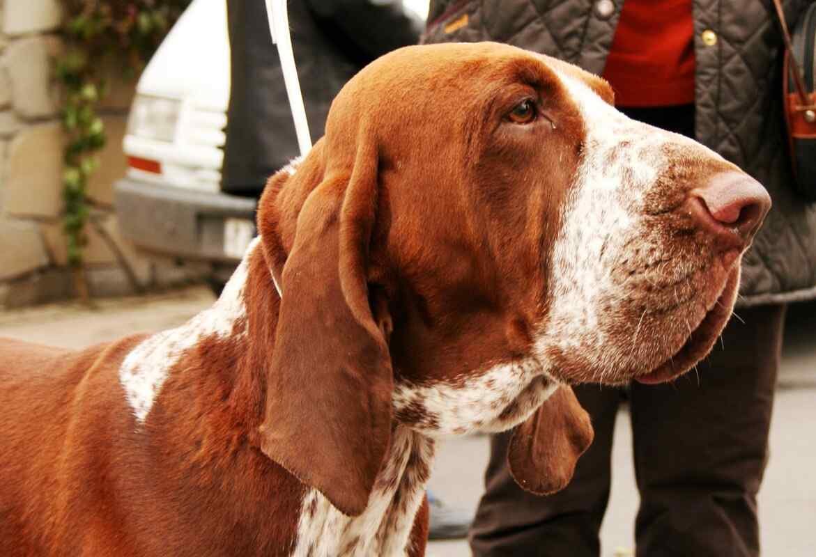 Bracco Italiano: Elegancia, Historia y Características de esta Raza ...