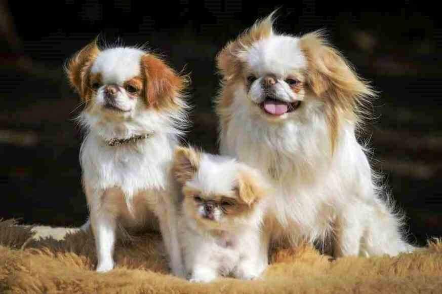 El Chin japonés: Historia, Características y Cuidados de esta Elegante ...