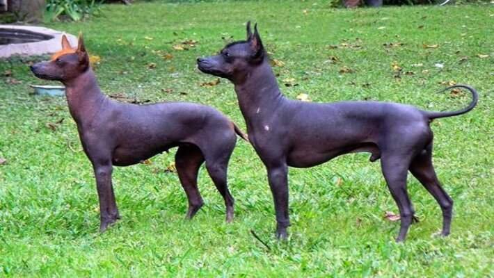 Perro Pila Argentino: Historia, Características y Cuidados de una Raza ...