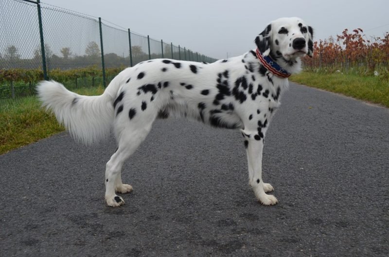 Estandar Oficial Dálmata - Kennel Club Argentino