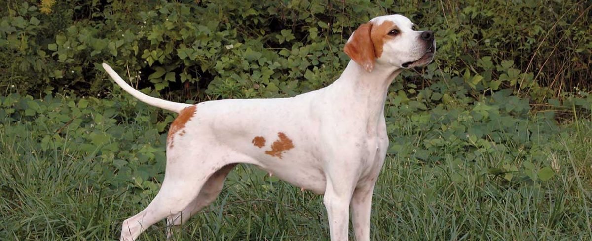 Pointer Ingles, ventea y marca sin error – Kennel Club Argentino