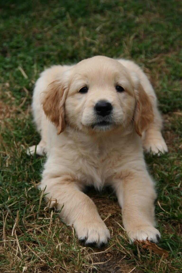 Golden Retriever una raza siempre dispuesta – Kennel Club Argentino