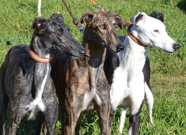 Galgo Español, desde la península Ibérica a toda velocidad - Kennel ...