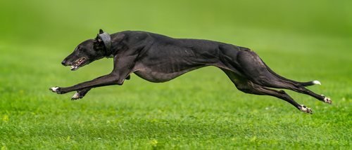 Galgo Español, desde la península Ibérica a toda velocidad - Kennel ...