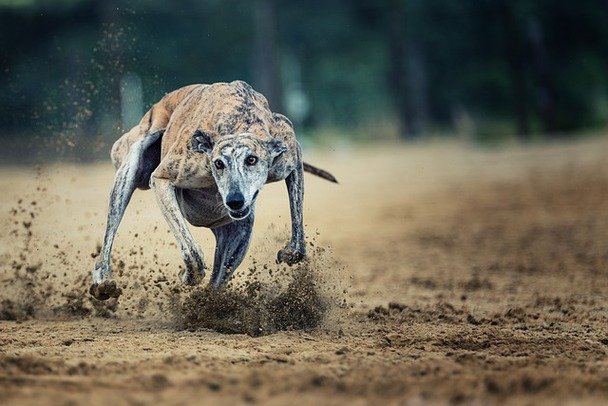 Galgo Español, desde la península Ibérica a toda velocidad - Kennel ...