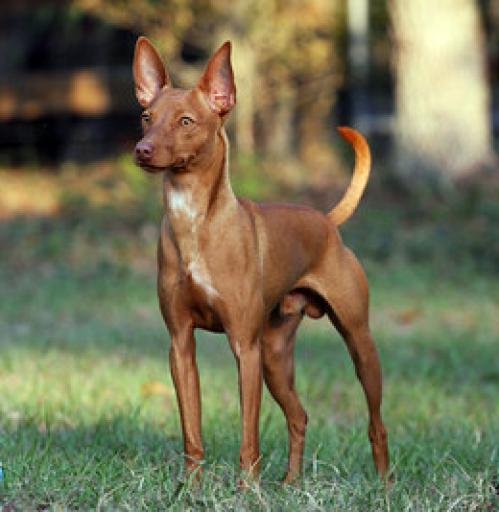 Podenco Andaluz, una raza muy valorada en su tierra - Kennel Club Argentino