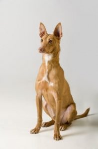 Podenco Andaluz, una raza muy valorada en su tierra – Kennel Club Argentino