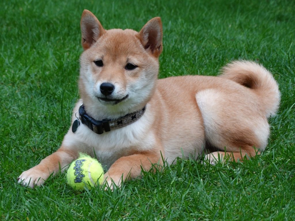 Shiba Inu Un Japon s De Miles De A os Kennel Club Argentino
