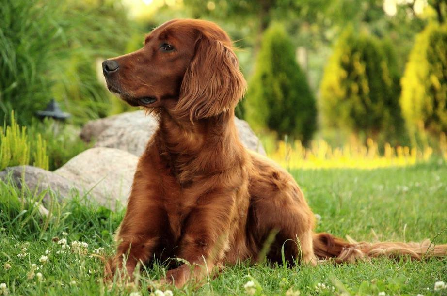 Setter Irlandés, un cazador vestido de rojo - Kennel Club Argentino