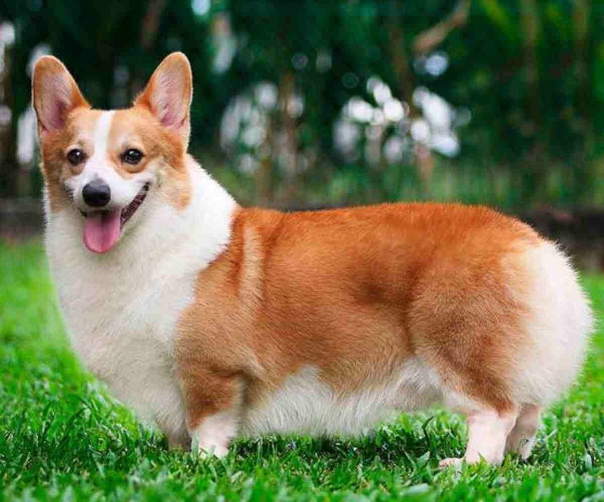 Corgi Galés Pembroke, un compañero fiel - Kennel Club Argentino