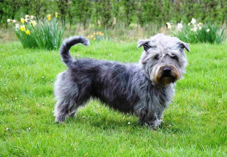 Glen de Imaal Terrier, un Irlandés pequeño y robusto - Kennel Club ...
