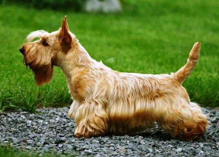 Scottish Terrier, un antiguo linaje Escocés – Kennel Club Argentino