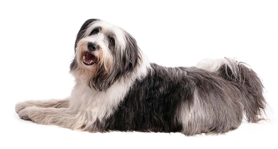 Pastor Polaco de Tierras Bajas, un eterno sobreviviente - Kennel Club ...