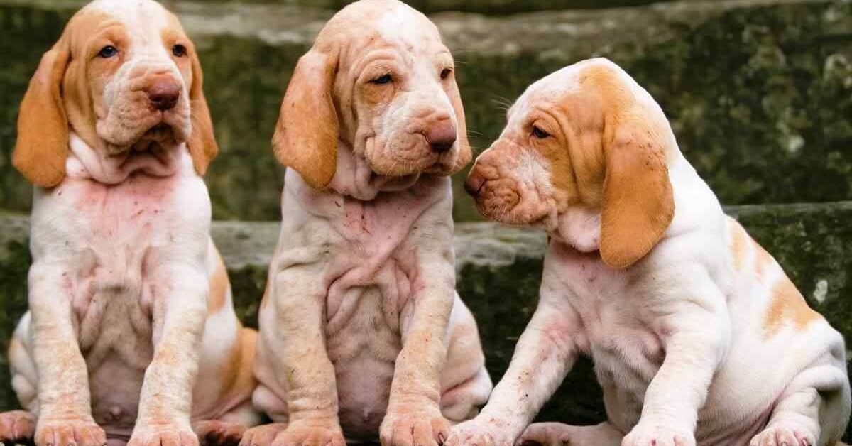 Bracco Italiano: Elegancia, Historia y Características de esta Raza ...